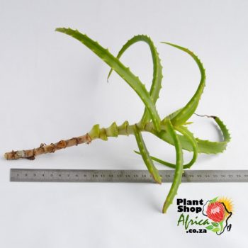 For Sale: Aloe arborescens 'Lime light' (yellow) - krantz aloe ...