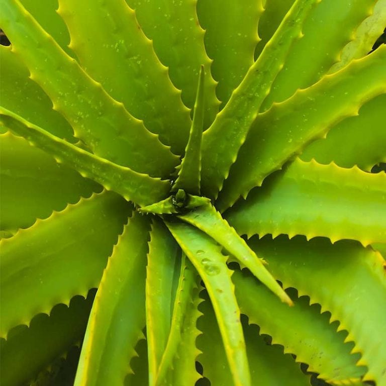 For Sale: Aloe arborescens 'Lime light' (yellow) - krantz aloe ...