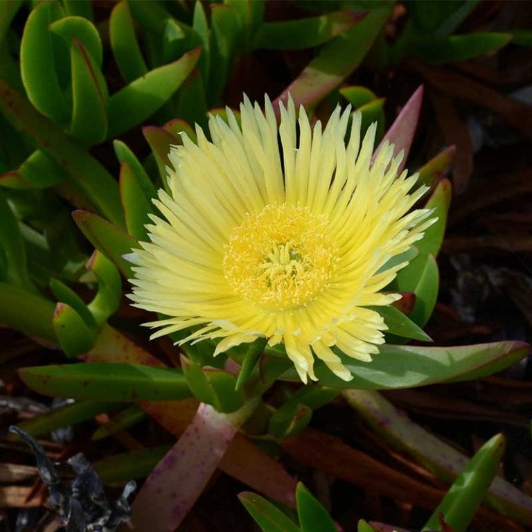 For Sale: Carpobrotus edulis - sour fig, suurvygie, ice plant, pigface