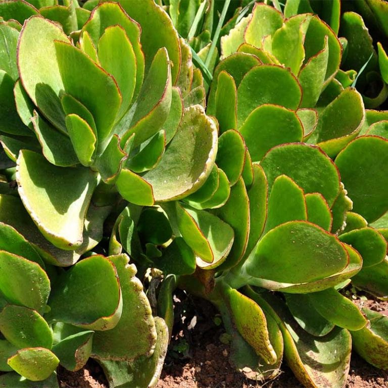 For Sale: Cotyledon orbiculata var oblonga 'Macrantha'