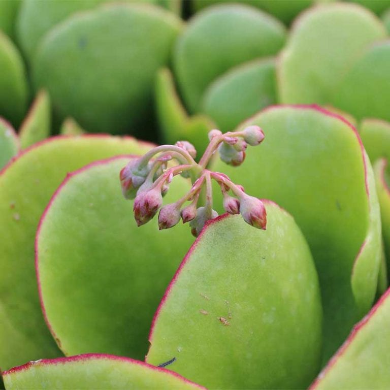 For Sale: Cotyledon orbiculata var oblonga 'Macrantha'