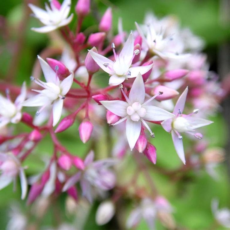 For Sale: Crassula multicava - fairy crassula, London pride, pitted ...