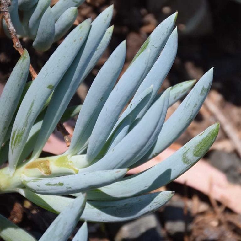 For Sale: Curio ficoides - blue chalk sticks (formerly known as Senecio ...