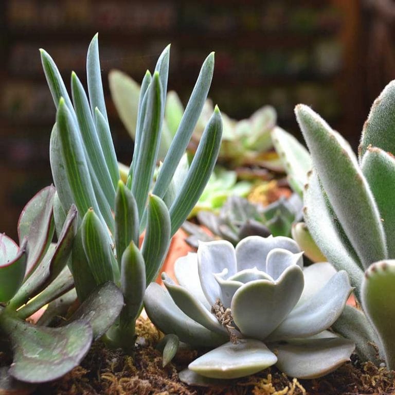 For Sale: Curio talinoides - blue straws (previously known as Senecio ...