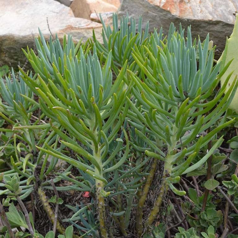 For Sale: Curio talinoides - blue straws (previously known as Senecio ...