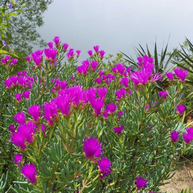 For Sale: Lampranthus amoenus - darling vygie, darling lampranthus