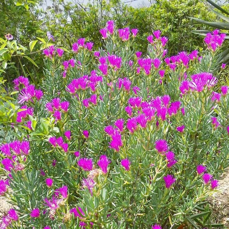For Sale: Lampranthus amoenus - darling vygie, darling lampranthus