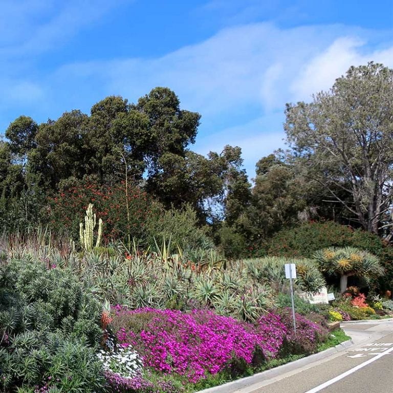 For Sale: Lampranthus amoenus - darling vygie, darling lampranthus