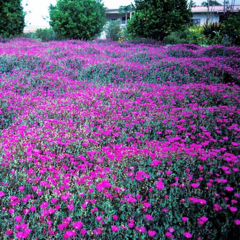 For Sale: Lampranthus amoenus - darling vygie, darling lampranthus