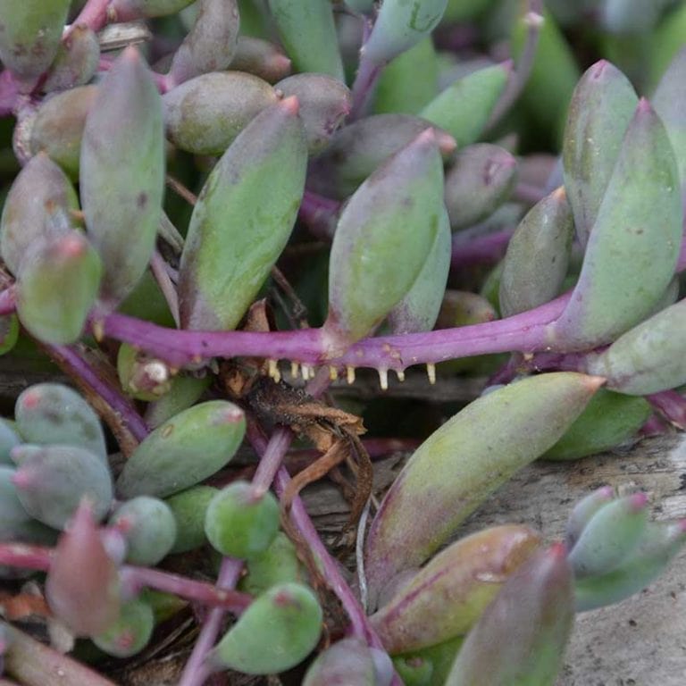 For Sale: Othonna capensis 'ruby necklace' - string of rubies
