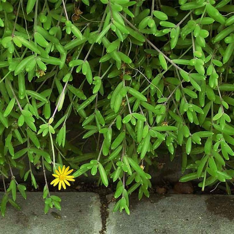 For Sale: Othonna capensis - little pickles, bobbejaankool, ukhahlamba