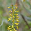 For Sale: Aloiampelos tenuior - Fence aloe