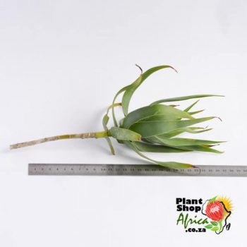 For Sale: Aloiampelos tenuior - Fence aloe