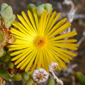 For Sale: Malephora luteola - Yellow ice plant
