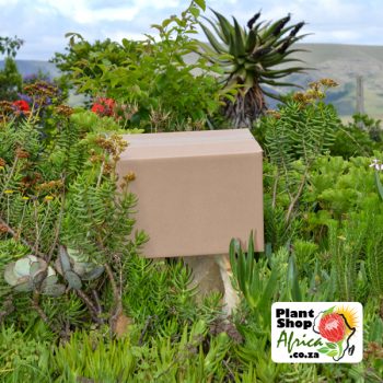 For Sale: Aloiampelos tenuior - Fence aloe